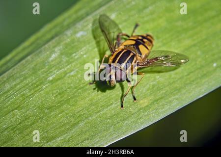 Common marsh hover fly ( Helophilus pendulus Stock Photo - Alamy