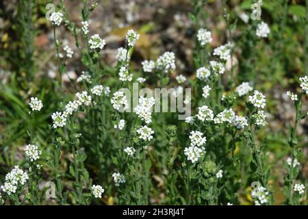 Draba incana, hoary whitlowgrass Stock Photo - Alamy