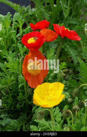 Papaver somniferum ‘Turkish Red’ opium poppy Turkish Red – single red ...