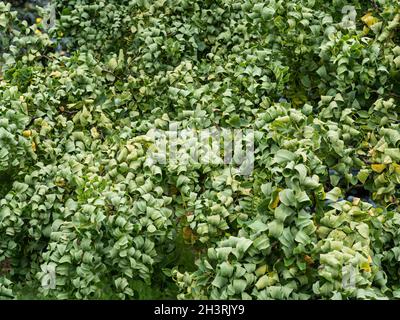 Robinia pseudoacacia ‘Twisty Baby’ black locust Twisty Baby – wavy ...