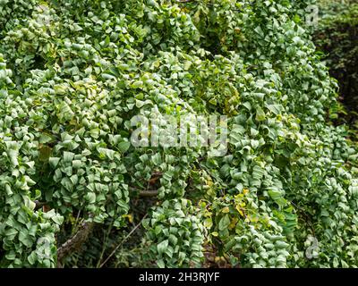 Robinia pseudoacacia ‘Twisty Baby’ black locust Twisty Baby – wavy ...