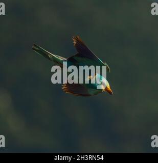 A European roller in flight , Provence, France Stock Photo - Alamy