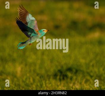 A European roller in flight , Provence, France Stock Photo - Alamy