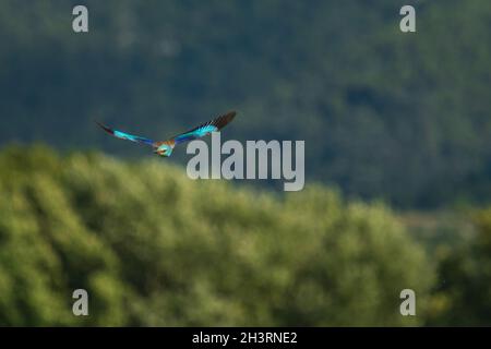 A European roller in flight , Provence, France Stock Photo - Alamy