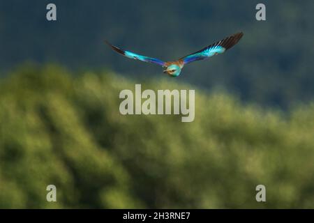 A European roller in flight , Provence, France Stock Photo - Alamy