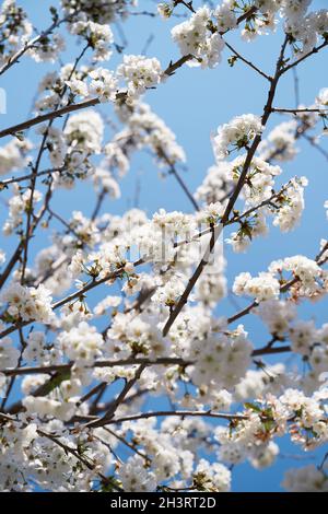 Blossoming branches of fruit trees against the blue sky. Close-up Stock ...