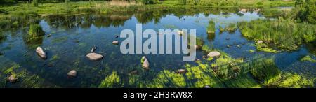 Small picturesque rushy pond on river. Sunny, summer day on Ros river ...
