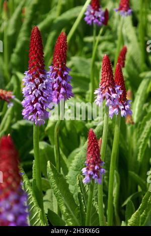 Orchid primrose or orchid primrose (Primula vialii), ornamental plant ...