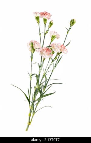 Pink carnation flower closeup on white Stock Photo - Alamy