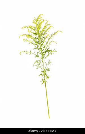 Goldenrod, Yellow Solidago virgaurea or Solidago canadensis, Purple ...