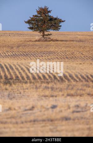 Lone Tree Saskatchewan Stock Photo - Alamy