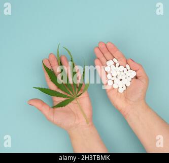 female hand holding green cannabis leaf on blue background, concept of ...