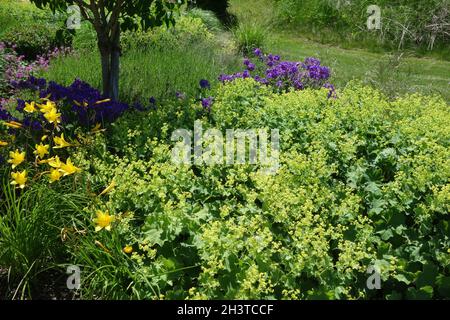 Garden Lady's-mantle, Alchemilla mollis, blossoms in Pruhonice, Czech ...