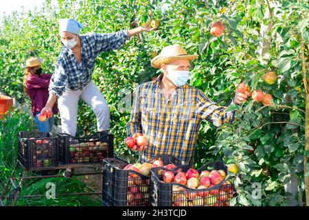 Man in protective mask harvesting cabbage in a farm field Stock Photo ...