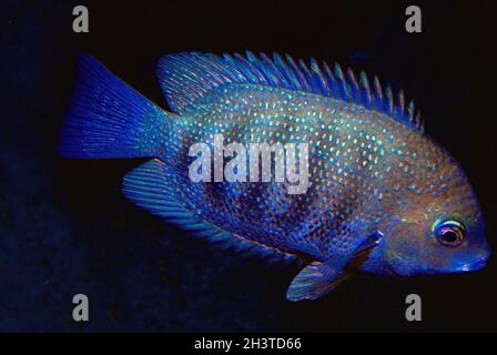 Banded chromide, Etroplus suratensis Stock Photo - Alamy