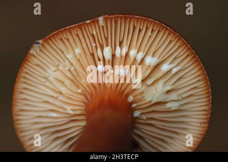 Liver Milkcap (Lactarius hepaticus Stock Photo - Alamy