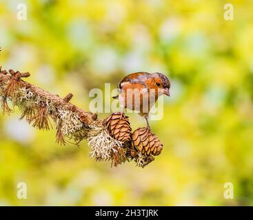 Chaffinch juvenile male perched on a branch, fluffed up,close up, in ...