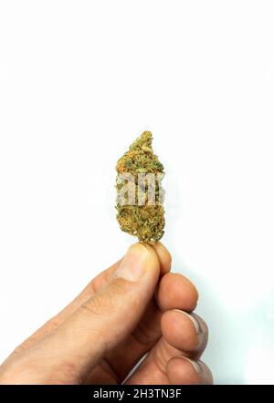 Cannabis sativa fresh big bud family cannabaceae close up modern ...