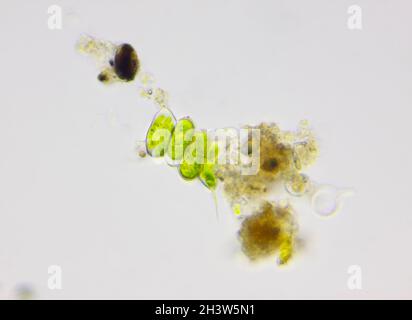 Colonial Green Algae Stock Photo - Alamy