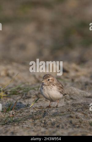 Sand Lark (Calandrella raytal raytal) adult, standing on sandflats ...
