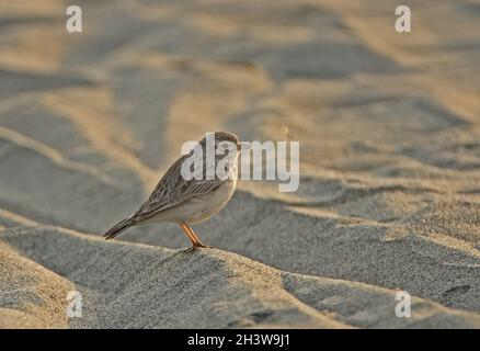 Sand Lark (Calandrella raytal raytal) adult, standing on sandflats ...