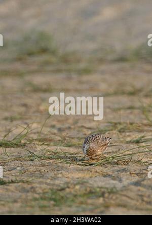 Sand Lark (Calandrella raytal raytal) adult, standing on sandflats ...