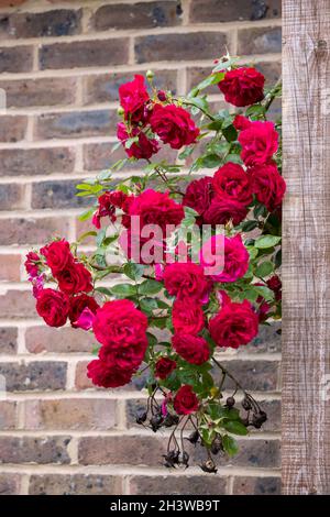 Climbing red Rose escaped from the garden and blooming against a brick ...