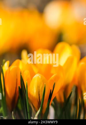 Abstract floral background, yellow crocus flower petals. Macro flowers ...