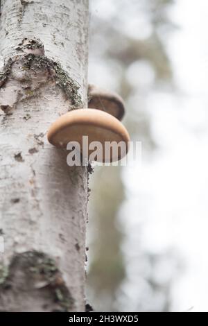 White color mushroom or conk on a decaying log, parasitic organism ...