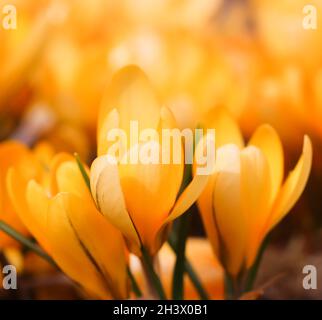 Abstract floral background, yellow crocus flower petals. Macro flowers ...