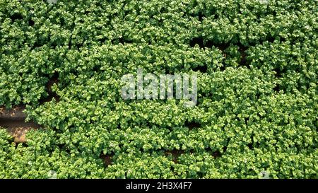 potato field aerial view from drone Stock Photo - Alamy