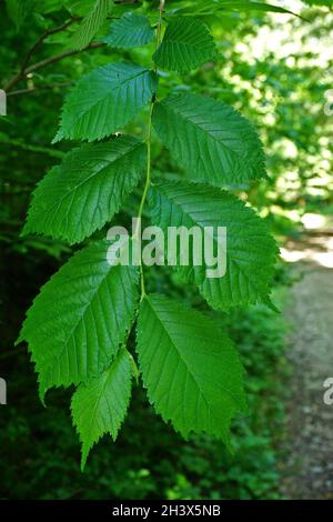 Ulmus montana; Broad-leaved Elm Stock Photo - Alamy