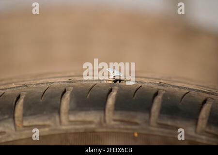 Punctured car wheel. Puncture of car wheel, steel screw is in tyre ...