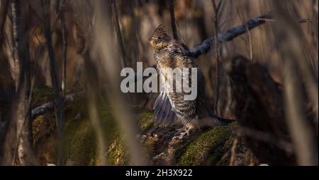 Ruffed grouse drumming in the fall in northern Wisconsin Stock Photo ...