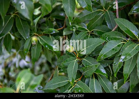 ring-cupped oak (Quercus glauca Stock Photo - Alamy