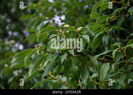 ring-cupped oak (Quercus glauca Stock Photo - Alamy