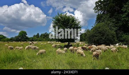 Flock of sheep on the Swabian Alb, germany Stock Photo - Alamy