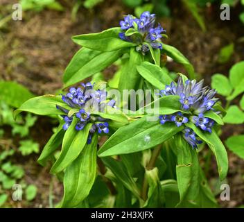 Cross-Leaved Gentian (Gentiana cruciata), blooming, Germany Stock Photo ...