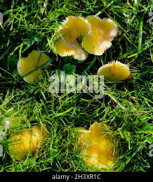 Golden Waxcap (Hygrocybe chlorophana), Fungi, Ehlanzeni District ...