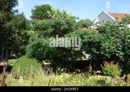 Silk tree (Albizia julibrissin Stock Photo - Alamy