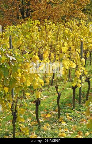 Vineyard near Hoerstein Stock Photo - Alamy