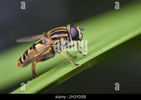 Common marsh hover fly ( Helophilus pendulus Stock Photo - Alamy