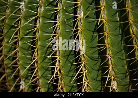 Cactus close up spiked. Cactus backdround, cacti design or cactaceae ...