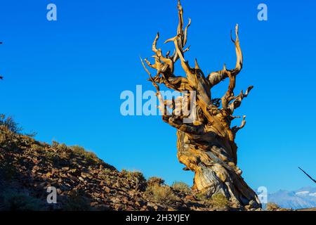 Unusual Gnarly Tree Branches Stock Photo - Alamy