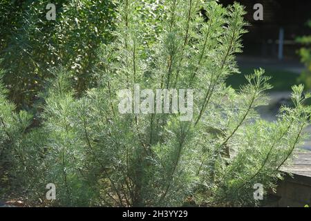 Artemisia abrotanum, southern wormwood, Cola plant Stock Photo - Alamy