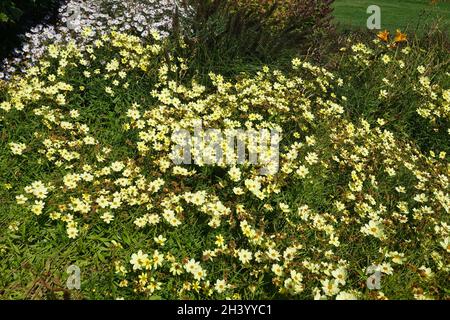 Coreopsis grandiflora Full Moon, tickseed Stock Photo - Alamy