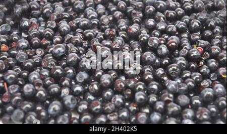 (Vaccinium myrtillus) is a species of shrub with edible fruit of blue ...