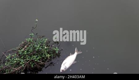 Dead Silver carp (Hypophthalmichthys molitrix) in the pond. Fish ...