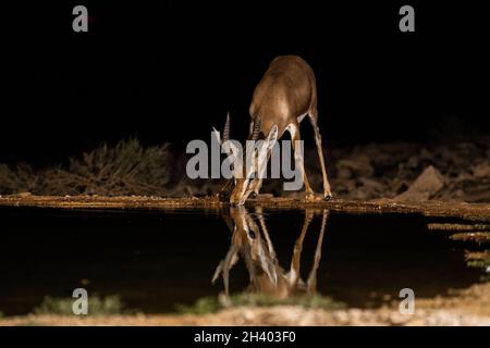 male Dorcas Gazelle (Gazella dorcas) drinking at night in the desert ...