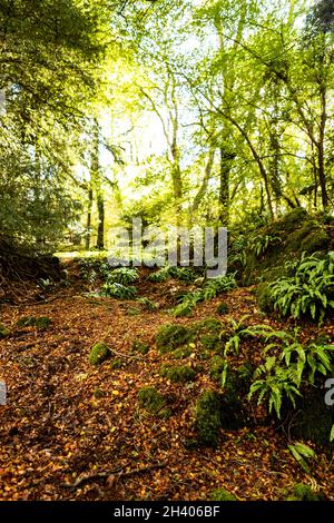 Autumn, Forest of Dean, England. The Scowles, Devils Chapel Stock Photo ...